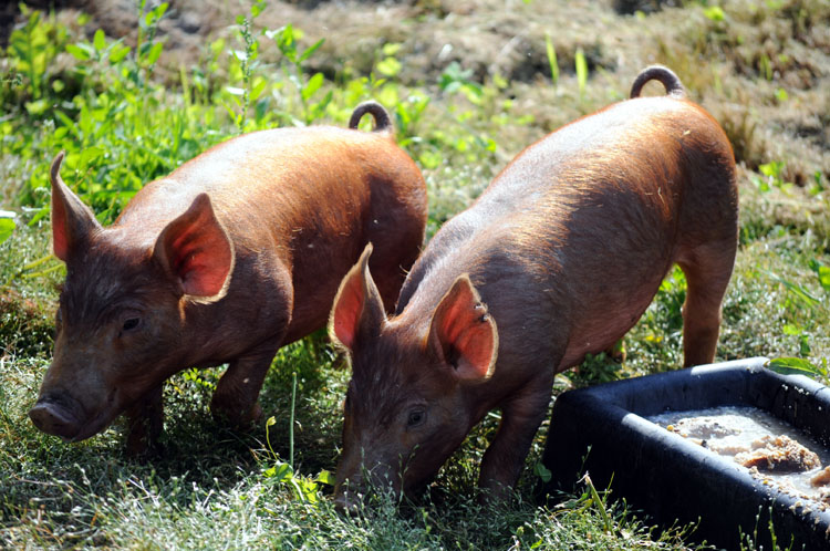 Pot Pies and Egg Money: Three more Tamworth piglets on the farm