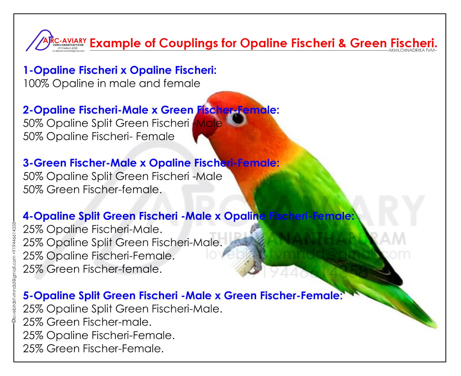 Example of couplings for Opaline Fischeri and Green Fischeri.