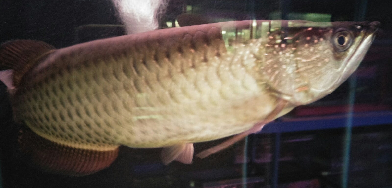 Jenis Ikan Arwana Berdasarkan Asal Usulnya