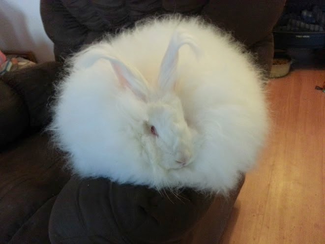 Northern California Angora Guild: Tammy's Giant Angora