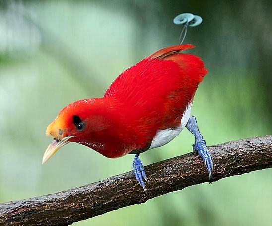Burung Cendrawasih Raja - King Bird of Paradise (Cicinnurus regius ...