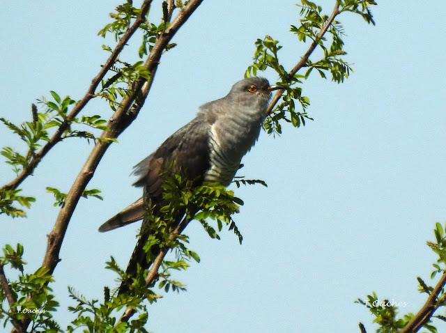 PASARI DIN ROMANIA: CUCUL (1), Cuculus canorus