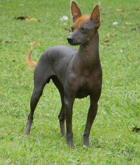 Raças de Cães do Mundo Inteiro: Pila Argentino