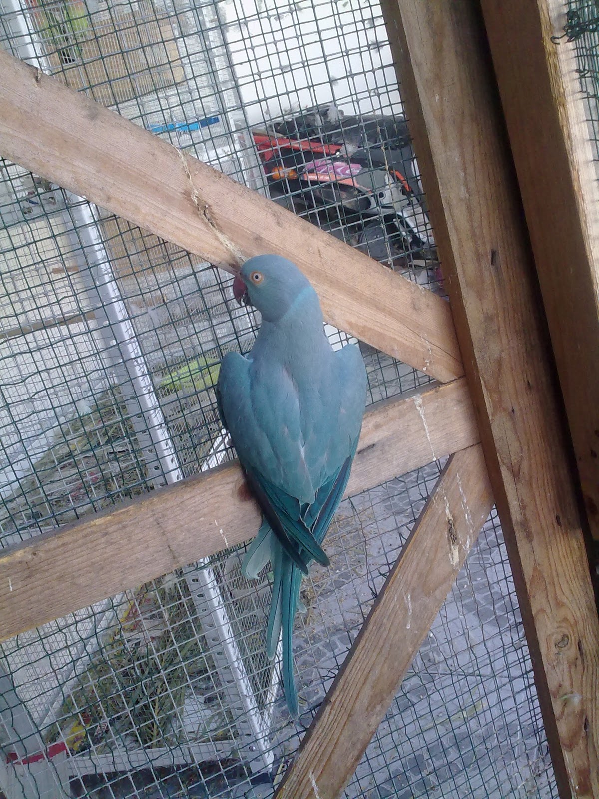 QuiterioAves: Ring Necks