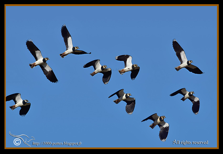WILDLIFE GATEWAY: Perdrix rouges et Vanneaux huppés dans le Magnoac