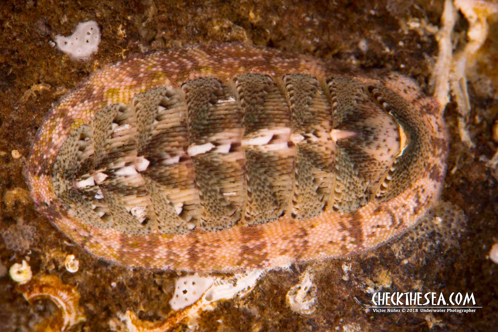 Check the Sea. Web de buceo y fotografía submarina de las Islas ...