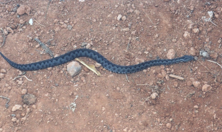clube de montanhismo de braga: VÍBORAS DO PARQUE NACIONAL DA PENEDA GERÊS