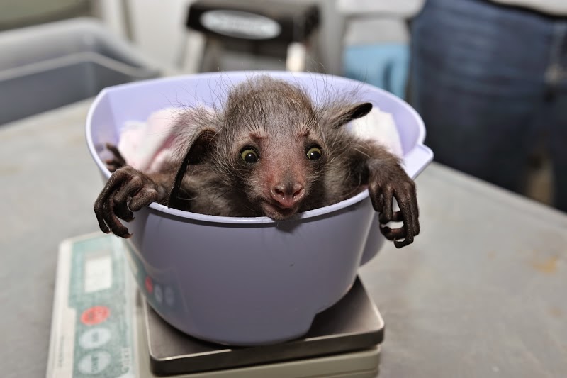 The most significant and unique creature: Aye-aye