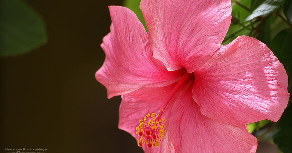 Koleksi Gambar Bunga Raya