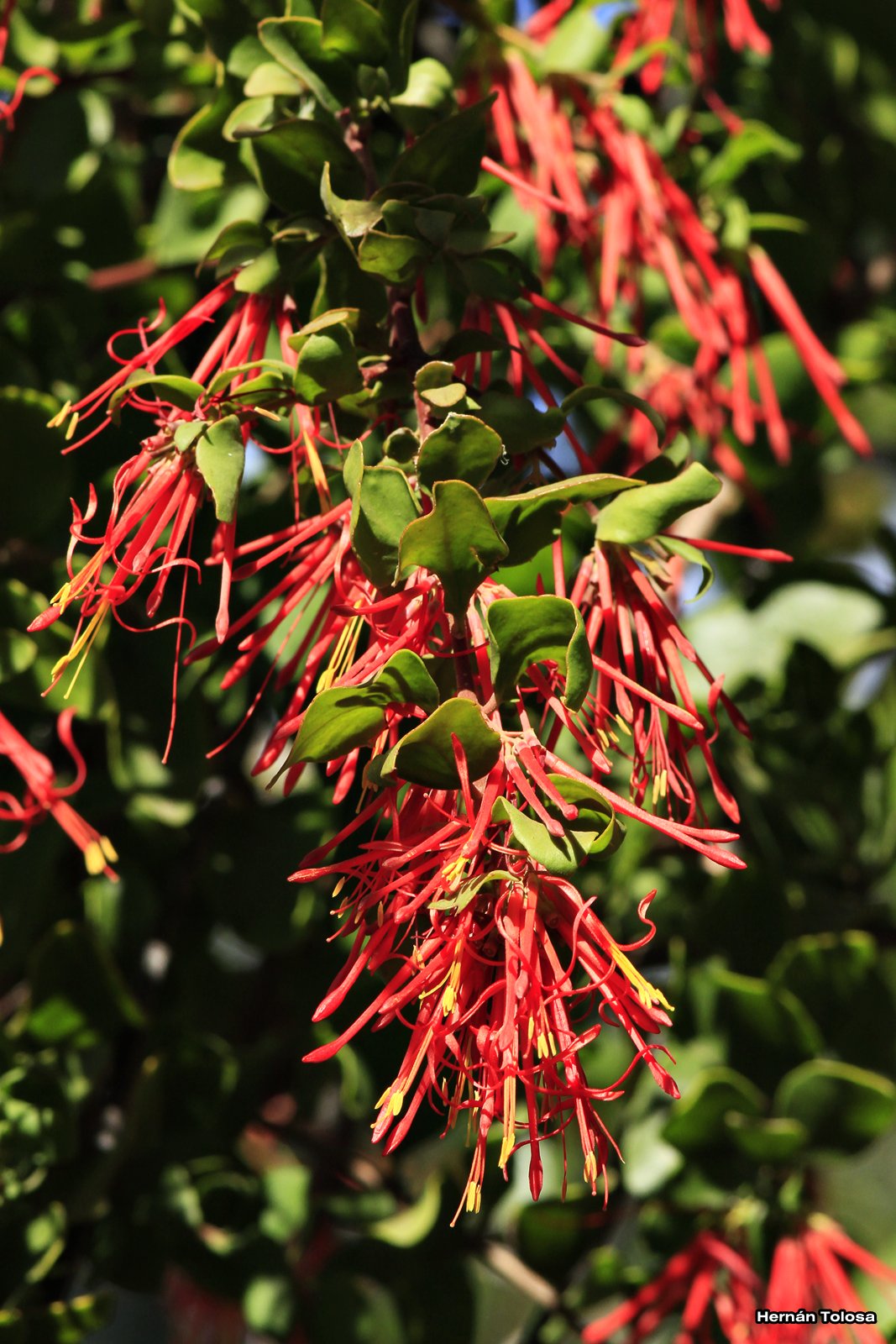 Patagonia: Quintral (Tristerix corymbosus)