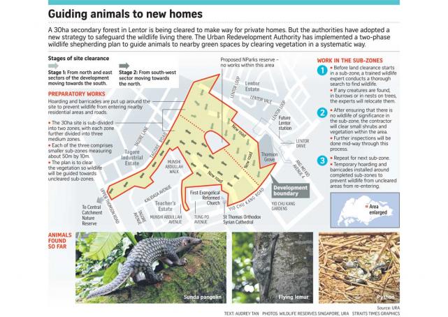 wildsingapore news: Plan to save wildlife at site marked for housing