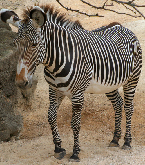 Cute Zebra Wallpapers 1