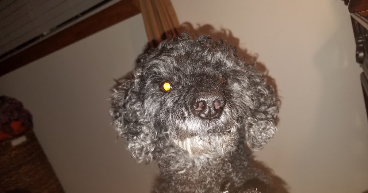 365 Days of Crazy: Roo Roo