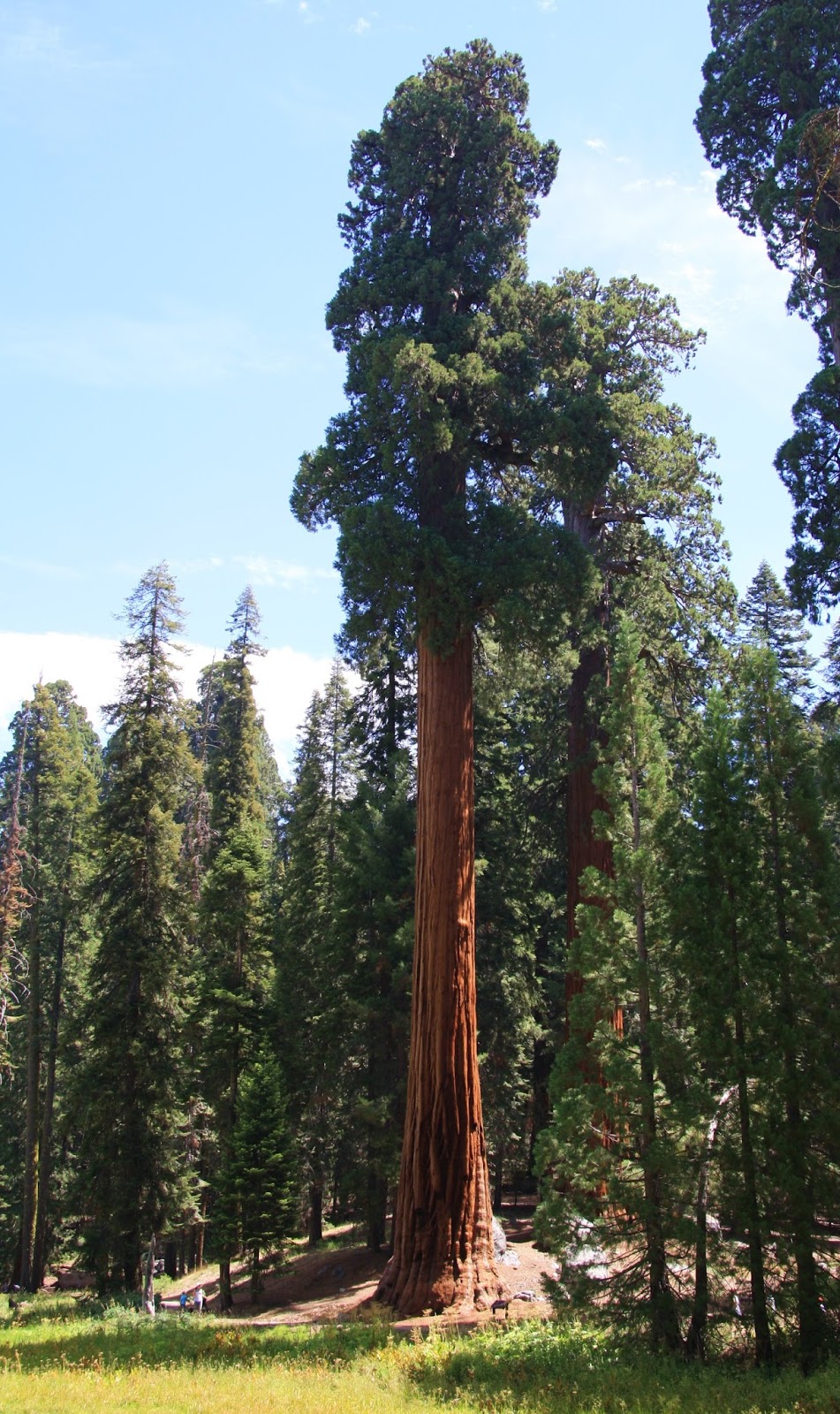 JUANCHO Y ESTEFI POR EEUU: Nº 19: “SECUOYA NATIONAL PARK”… DURMIENDO ...