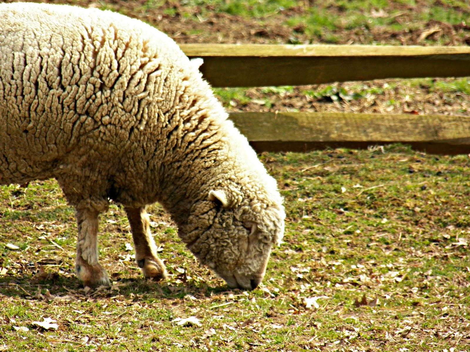 Do You See What I See: Feeling Sheepish