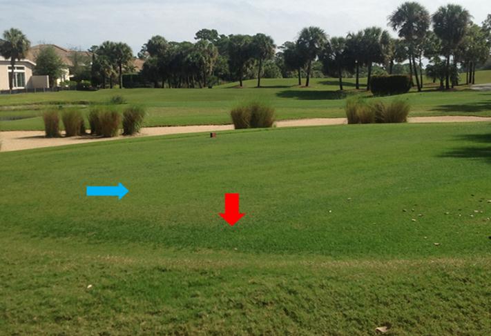 Frenchman's Reserve Golf Course Agronomy: Overseed on the Tees