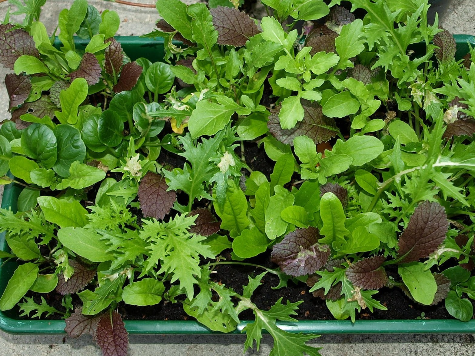 All about gardening: Mesclun Mixes: 4 Must-Grow Super Greens