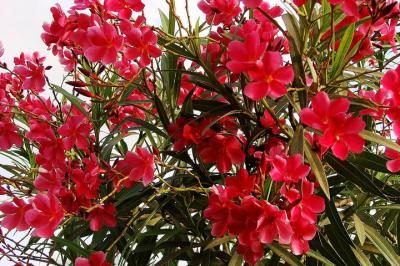 Medicinal plants : আয়ুর্বেদ ও ওষধি গাছের কথা