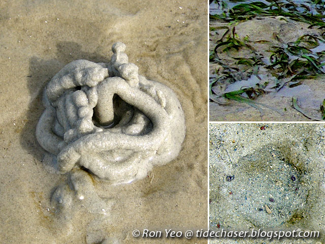 tHE tiDE cHAsER: Annelid Worms (Phylum Annelida) of Singapore