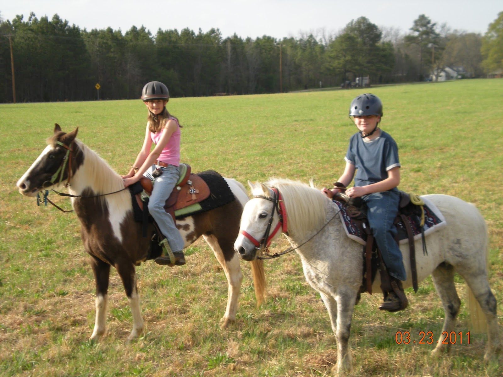 Well Trained Ponies For Sale
