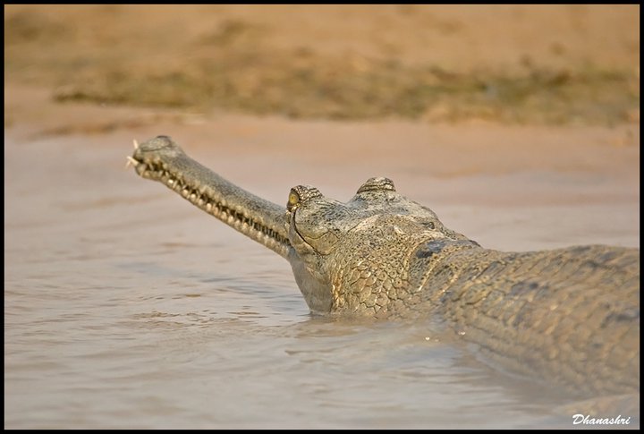 Introduction to Wild life: Gharial