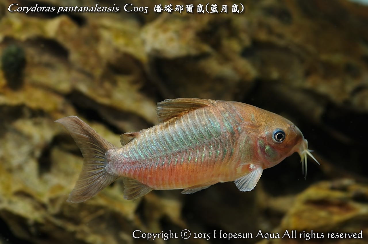 鴻順魚坊: Corydoras pantanalensis C005 潘塔納爾鼠(藍月鼠)