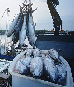 ISO 22000 Resource Center: Histamine Fish Poisoning