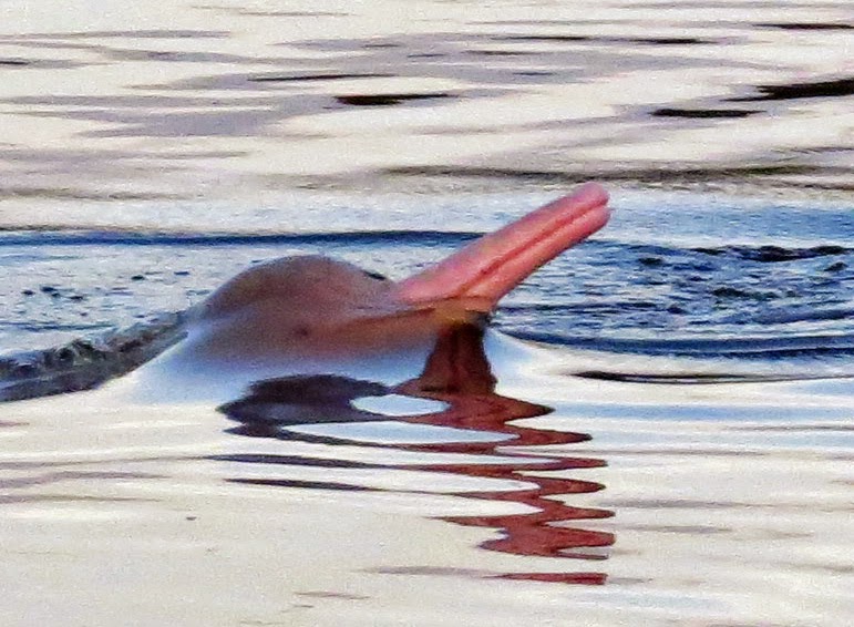 Peru Trip with Wildside Nature Tours, Day 6: Screamers, Dryer Lint ...