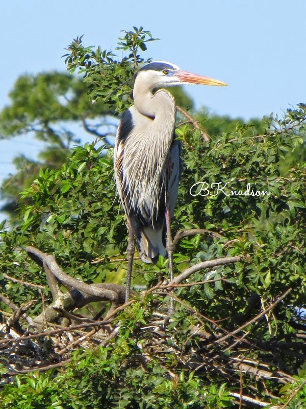 Grandma Barbs This and That