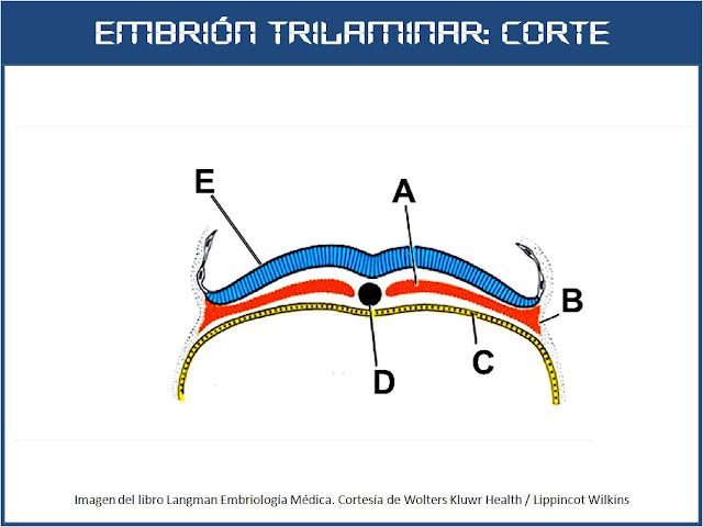 SOS EMBRIOLOGIA HUMANA: Embrión trilaminar