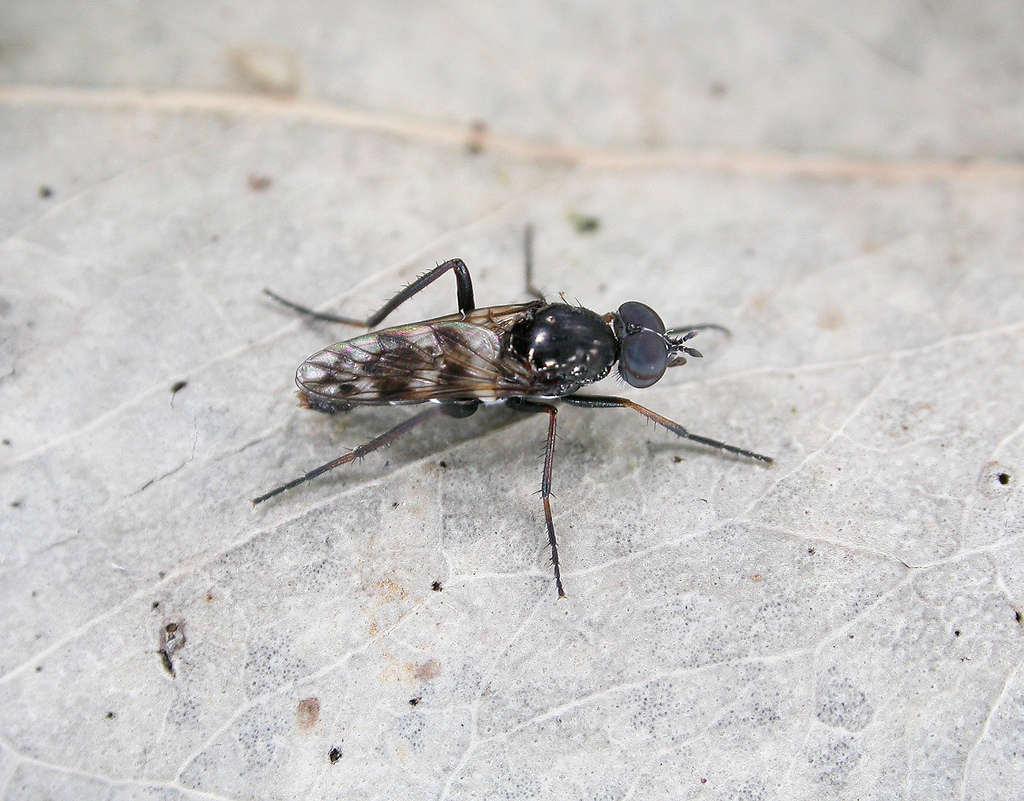 Variety of Life: Agapophytinae
