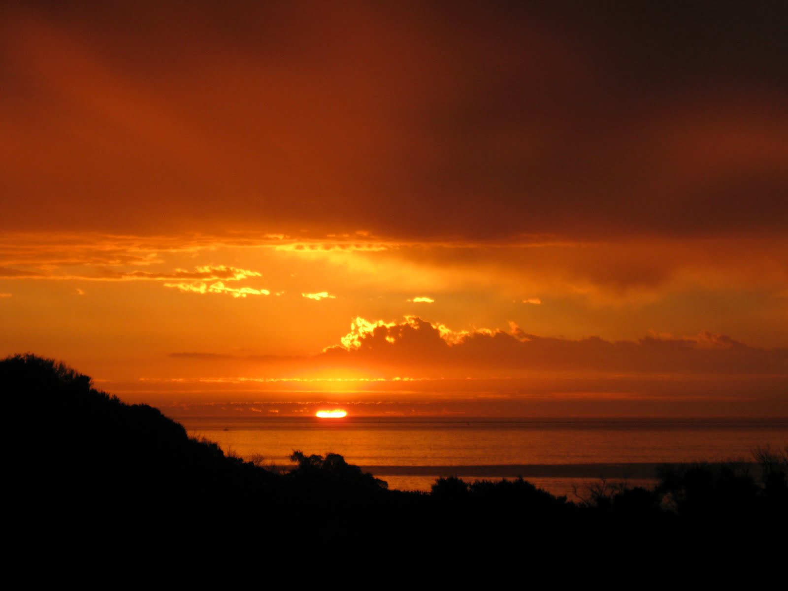 Robin's Double Life: Mutton bird magic at sundown: Phillip Island
