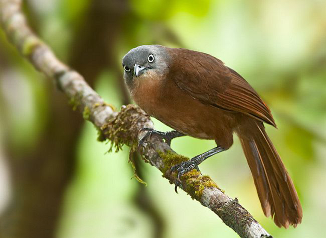 Sri Lankan Endemic Birds: Alu Demalichcha - The Ashy-Headed Laughing ...