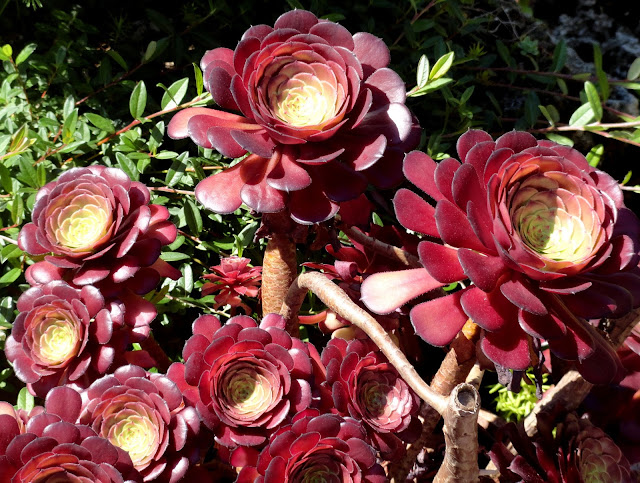 danger garden: Marion Jarvie’s Garden