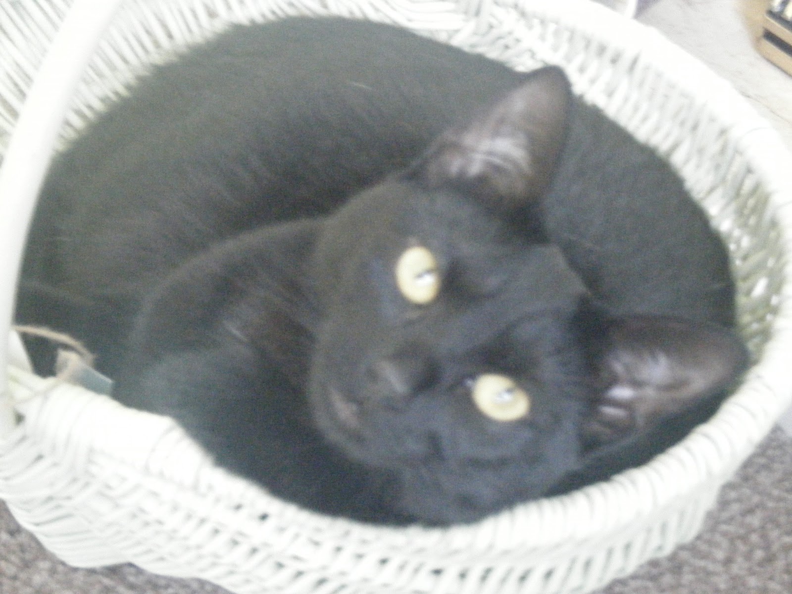 Gato Noir