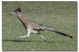 Correcaminos norteño (Geococcyx californianus)