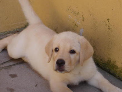 Fotos de cachorros: Filhotes de Labrador caramelo