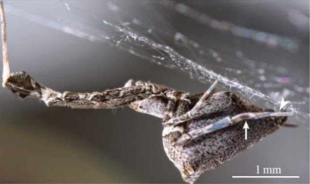 Grymvald Gazetteer: Flora & Fauna Friday - Electric Spider, Animals on ...