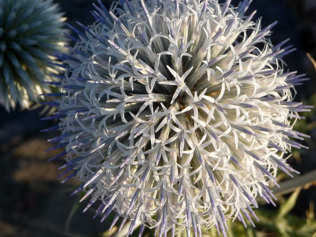r o b i n 's y a r d: Echinops sphaerocephalus