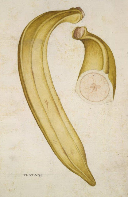 Raleigh 400: The watercolours of John White: artist and explorer