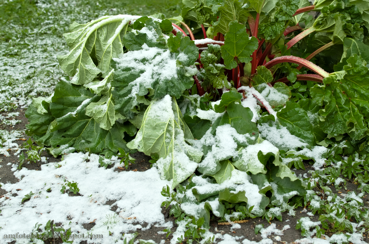 AM Fotod: Maikuu lumi