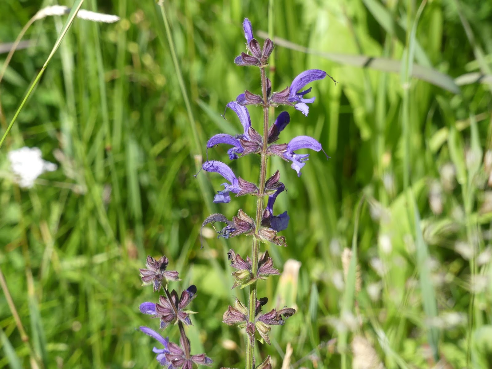 The Outdoor Traditionalist : A Pictorial View of Switzerland's Flora