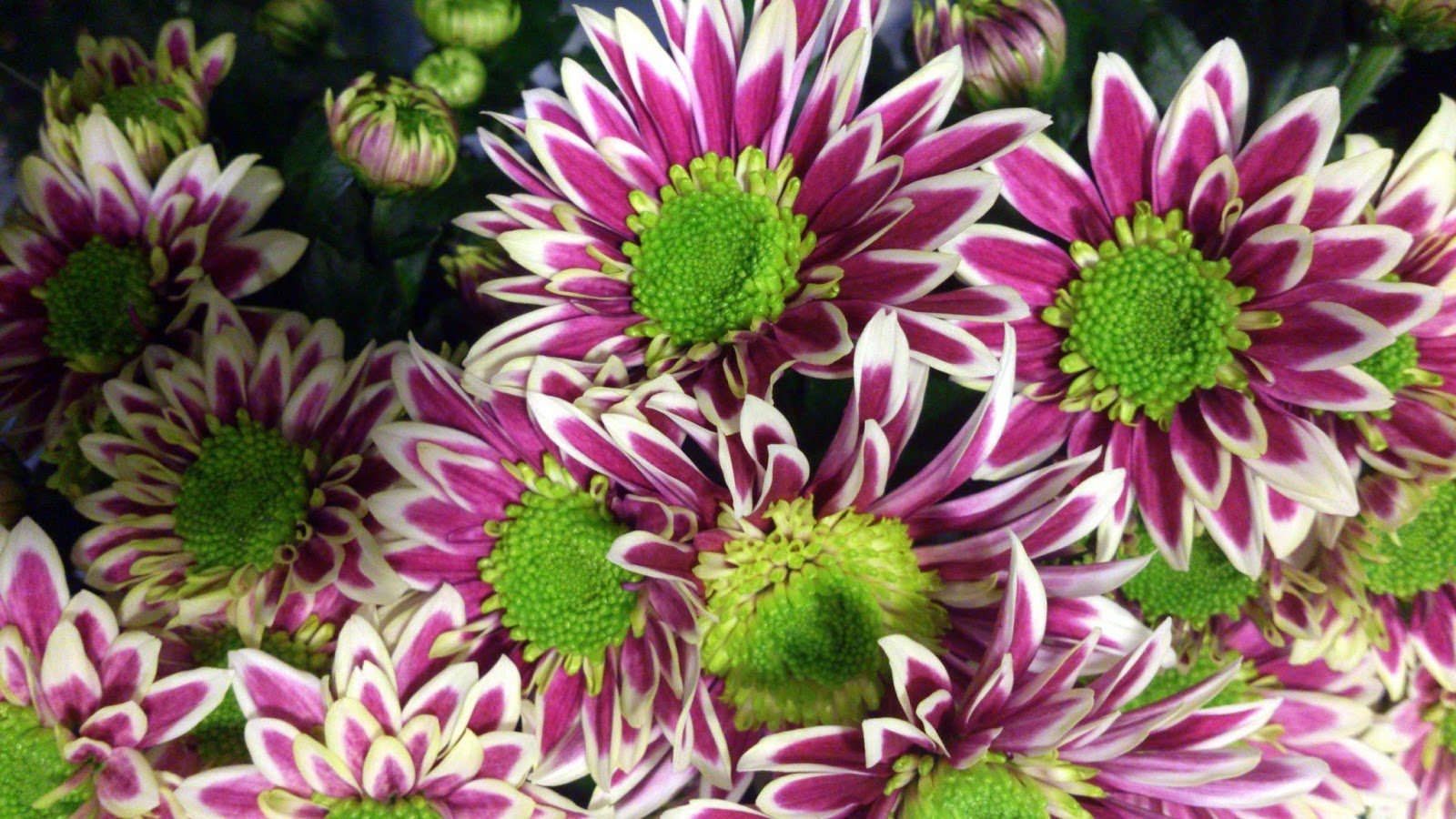 Vademecum Interesting Plants: Dendranthema - Chryzantema - Chrysanthemum