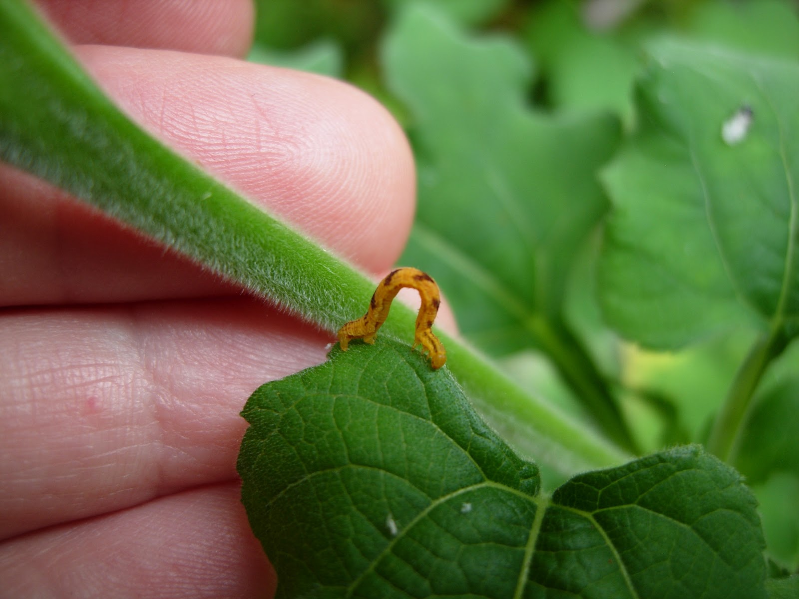 Chatter from the Wren's Nest: Ooh, an inchworm! And it's...orange.