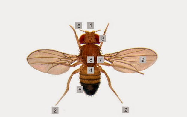El dimorfismo sexual en la mosca de la fruta