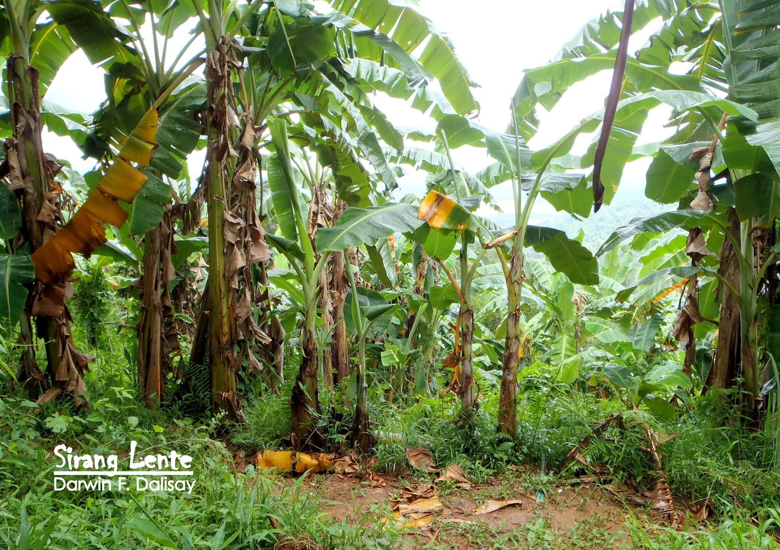 SIRANG LENTE: Mt. Halcon | Mindoro
