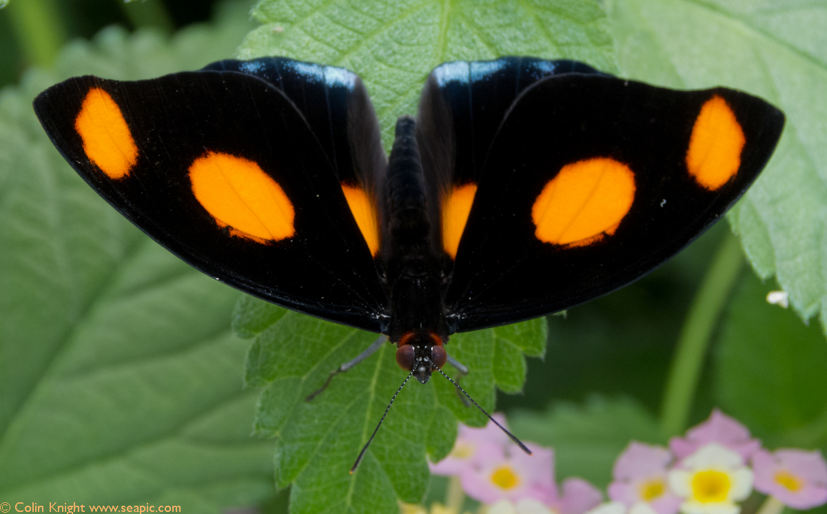 Postcards from Sussex: White Morpho and other new tropicals