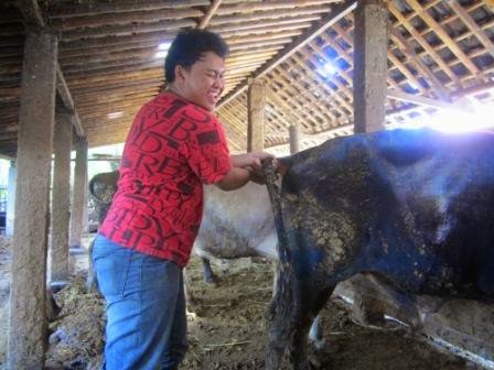 Penyakit Bovine Ephemeral Fever Pada Sapi - Ilmu Ternak