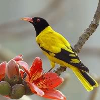 Animals of Bangladesh