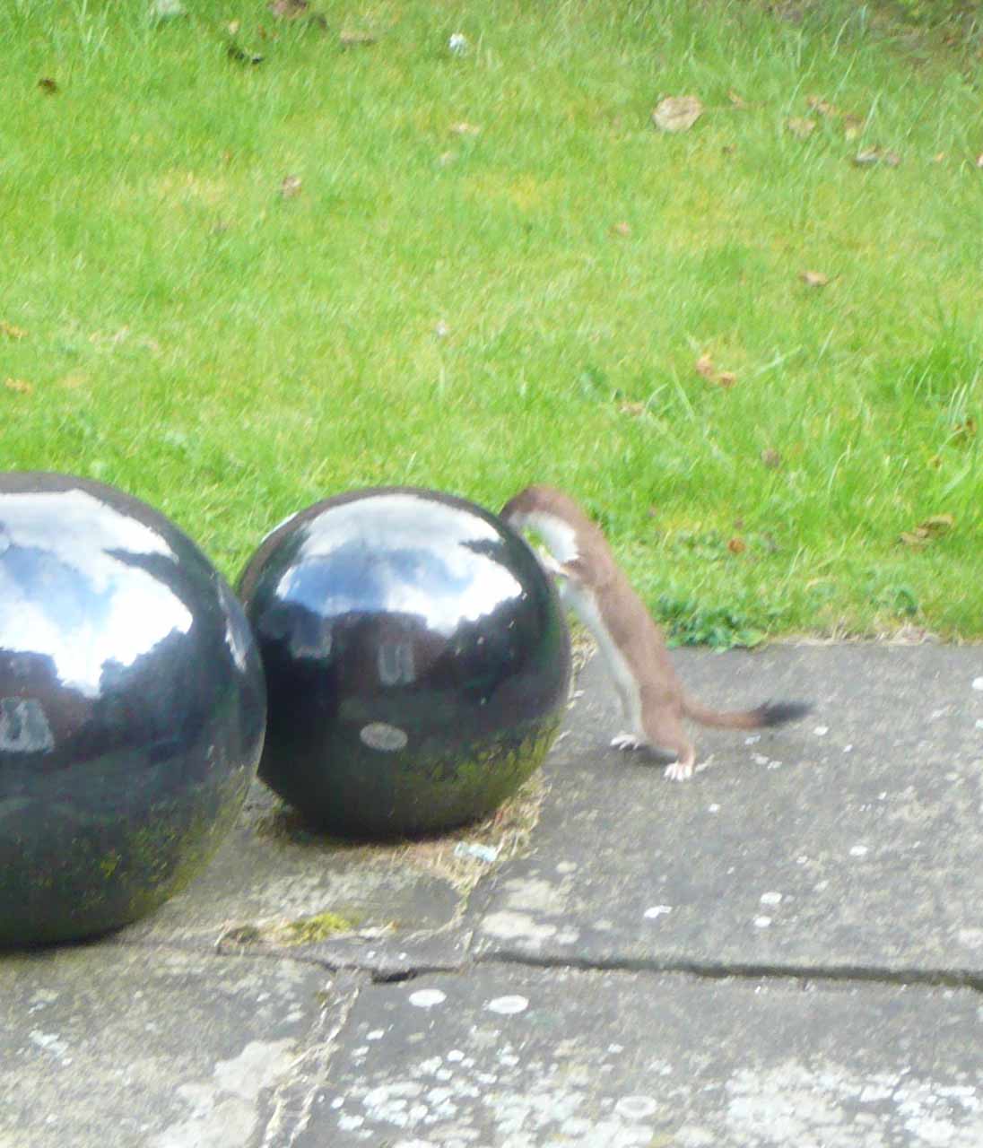 Poppycock & Other Creative Nonsense: Stoats, stoats & more stoats!